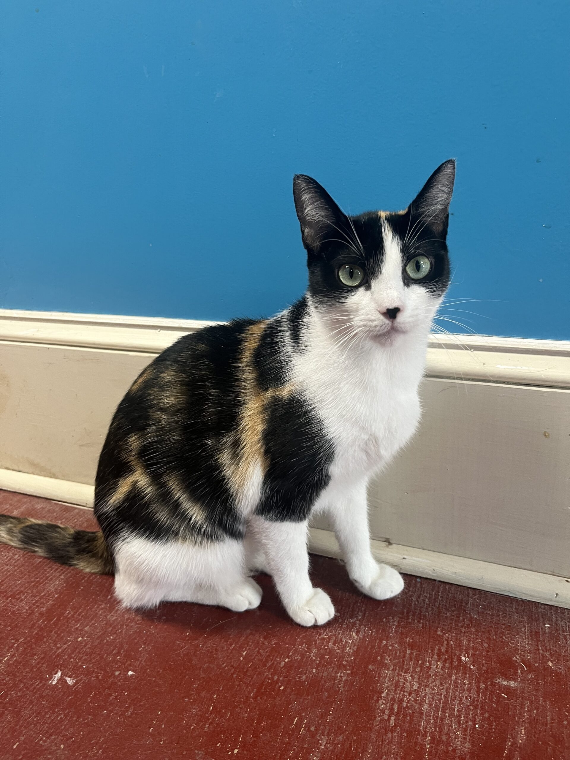 Adoptable Pets – Atlanta Animal Rescue Friends (AARF)