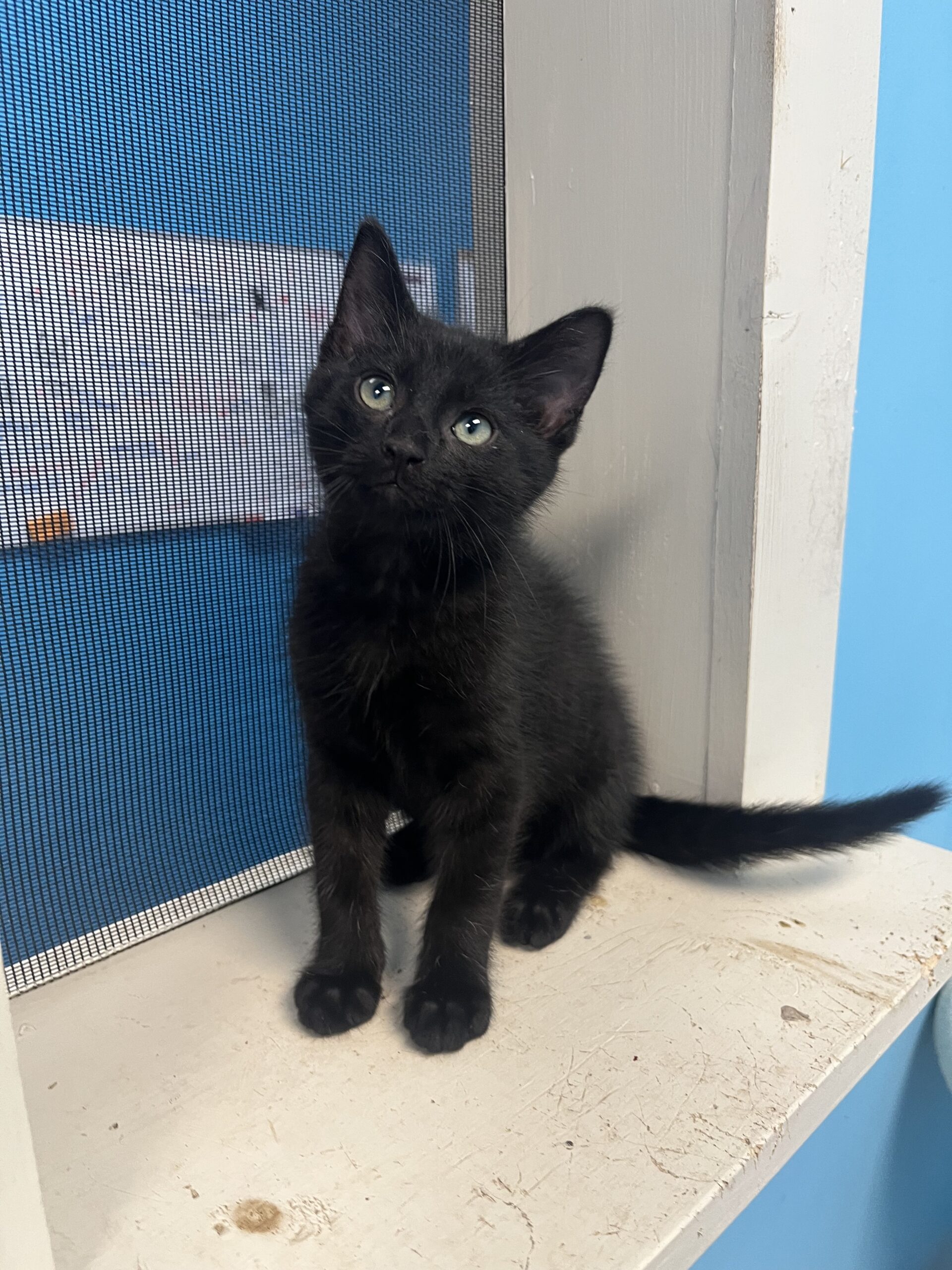 Adoptable Pets – Atlanta Animal Rescue Friends (AARF)