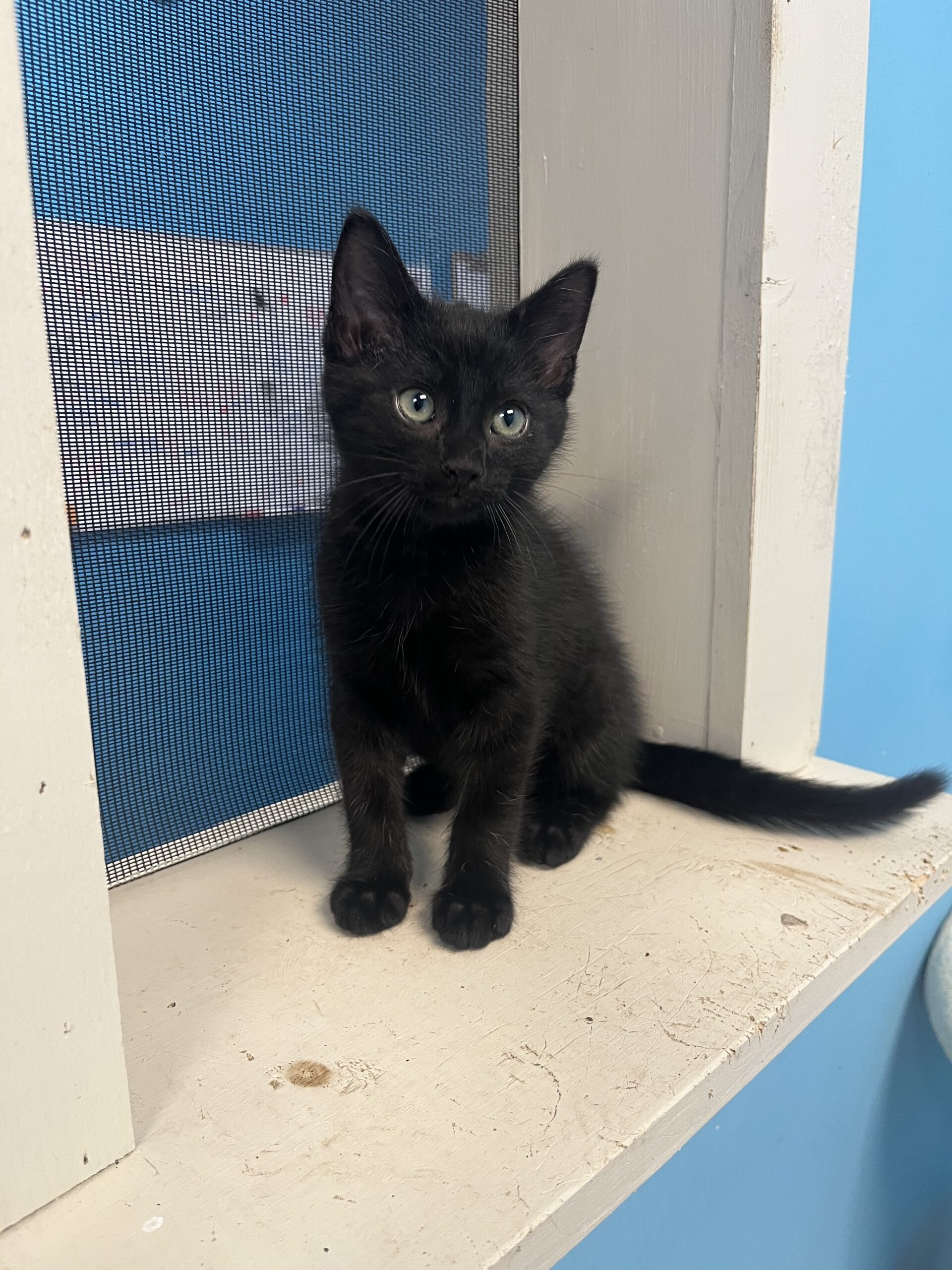 Benny – Atlanta Animal Rescue Friends (AARF)