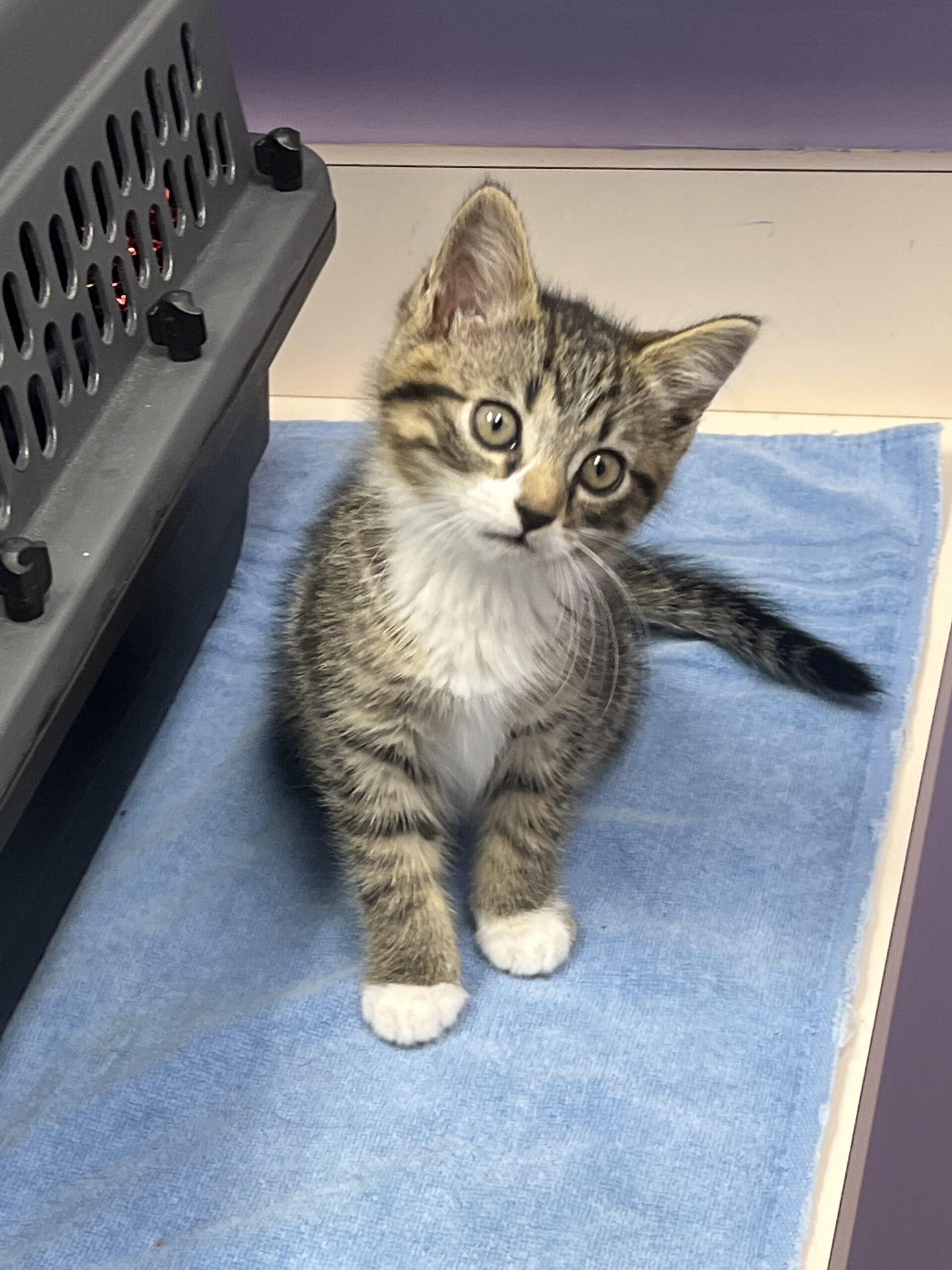 Adoptable Pets – Atlanta Animal Rescue Friends (AARF)