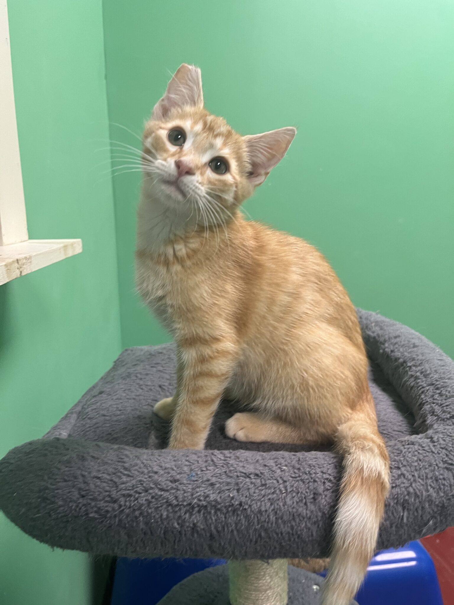 Cat Adoptions – Atlanta Animal Rescue Friends (AARF)