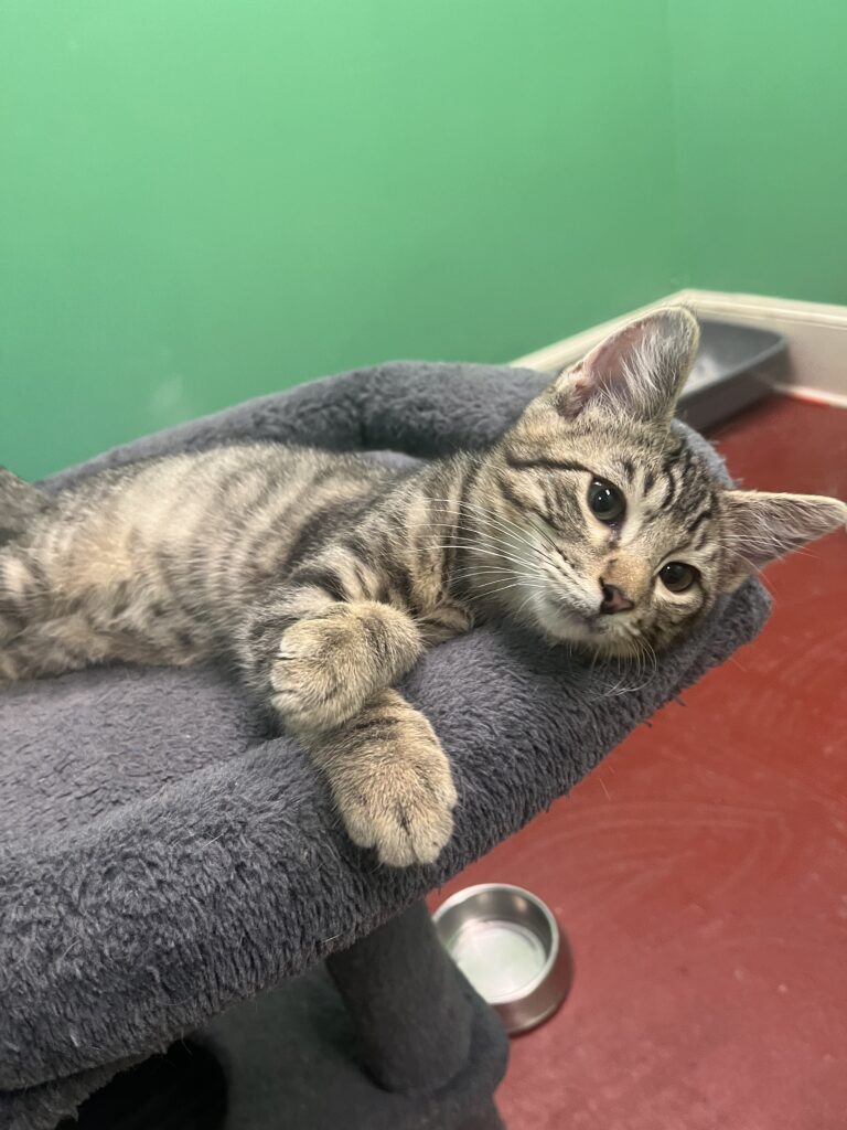 Adoptable Pets – Atlanta Animal Rescue Friends (AARF)