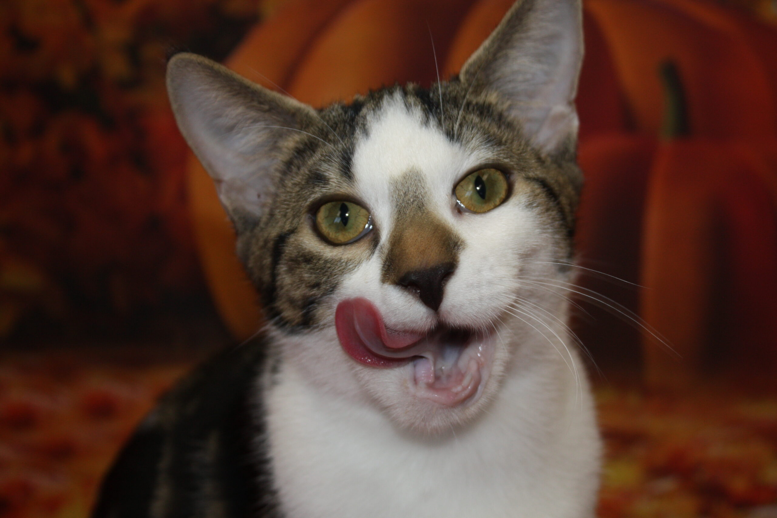 Cat Adoptions – Atlanta Animal Rescue Friends (AARF)