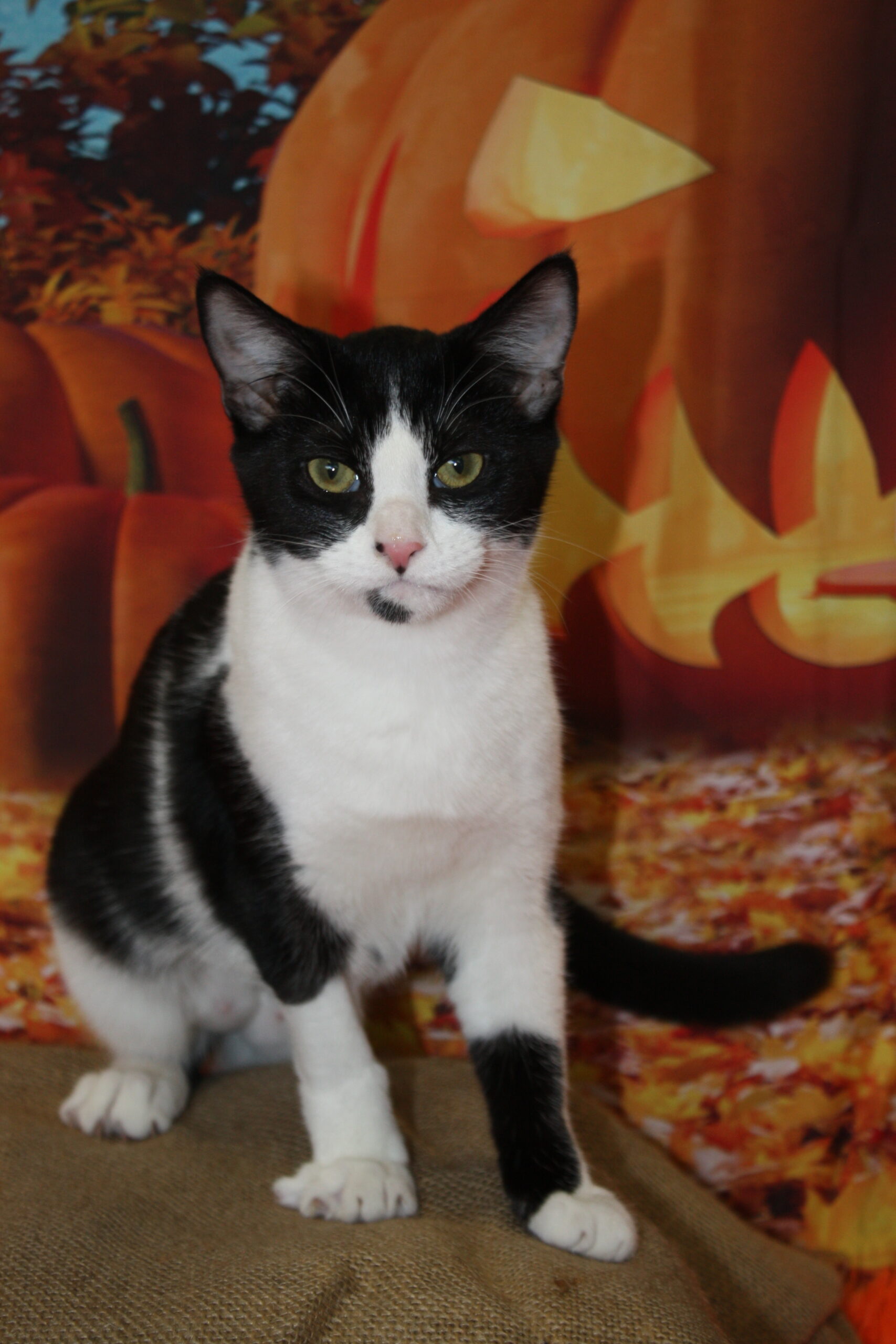 Cat Adoptions – Atlanta Animal Rescue Friends (AARF)