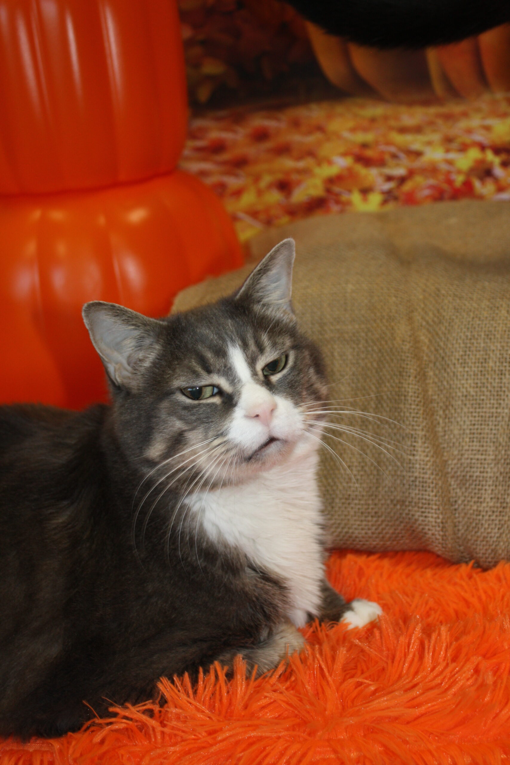 Cat Adoptions – Atlanta Animal Rescue Friends (AARF)