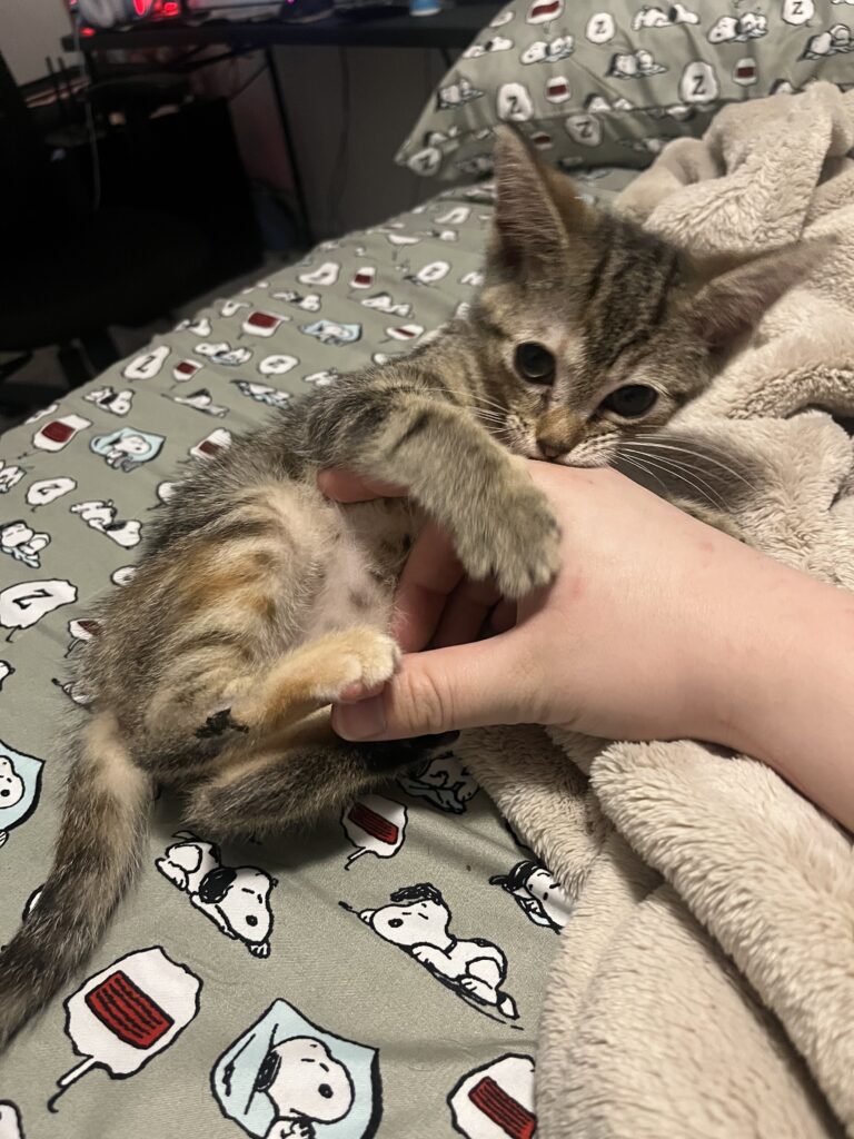 Cat Adoptions – Atlanta Animal Rescue Friends (AARF)