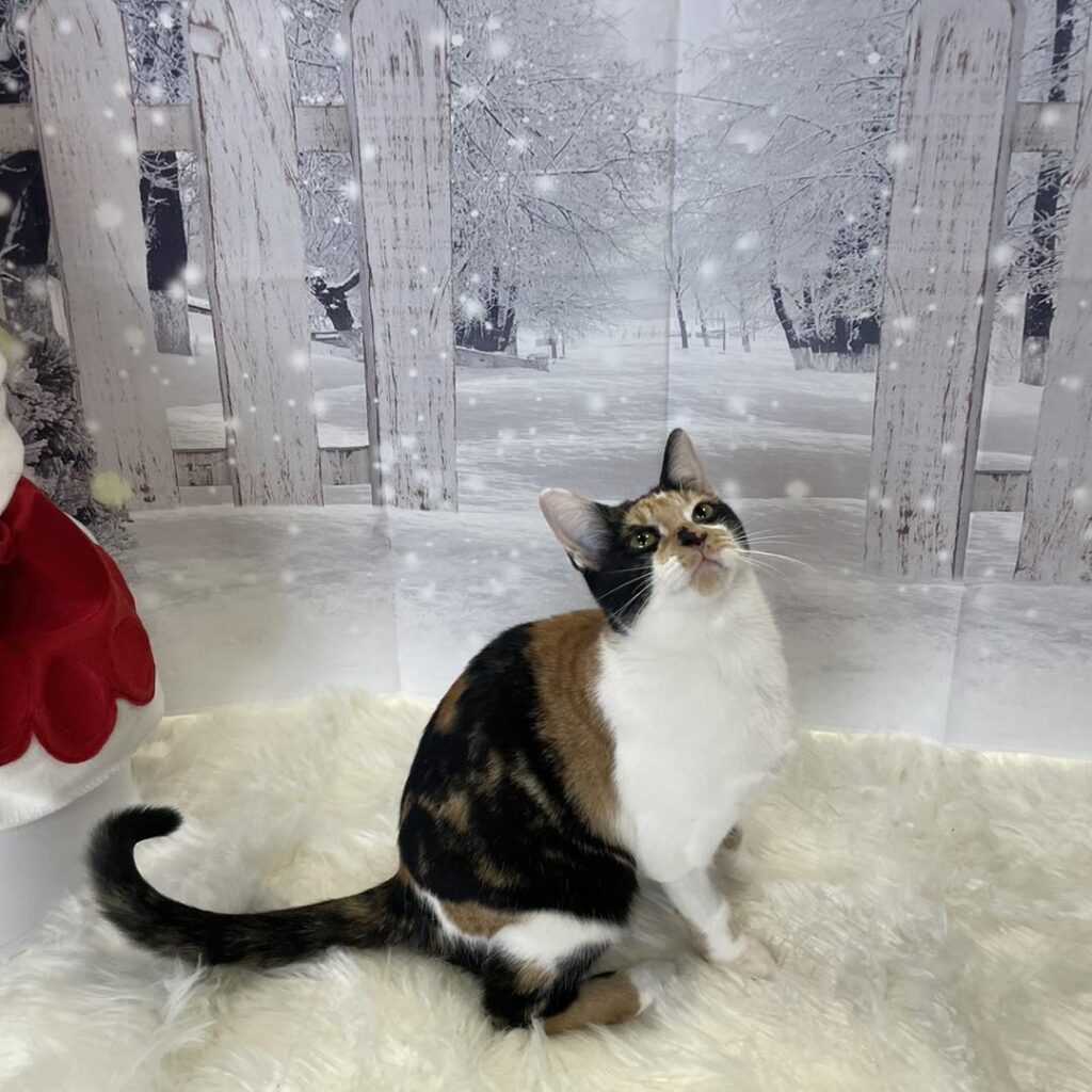 Cat Adoptions – Atlanta Animal Rescue Friends (AARF)